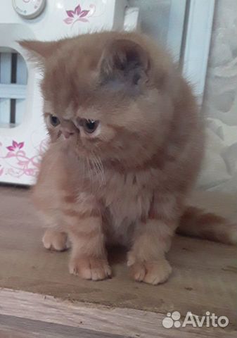 Рыжий котенок девочка