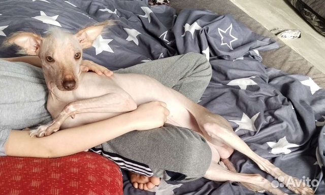 Ксолоицкуинтли вязка