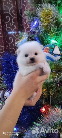 Померанский шпиц