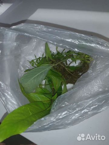 Прополка аквариумные растения