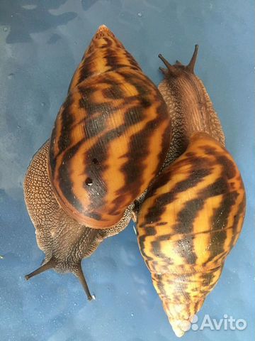 Улитки ахатинаТигр
