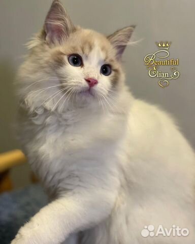 Котенок Рэгдолл