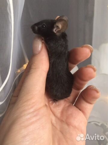 Мышки длинношорстые рекс