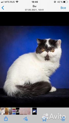 Экзотическая кошка