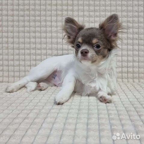 Чихуахуа мальчик