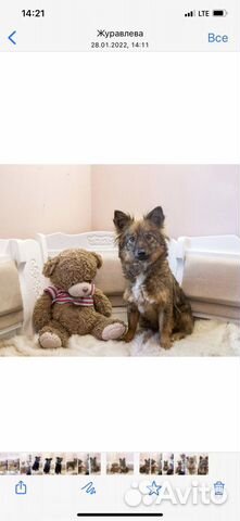 Маленькая собачка Кара