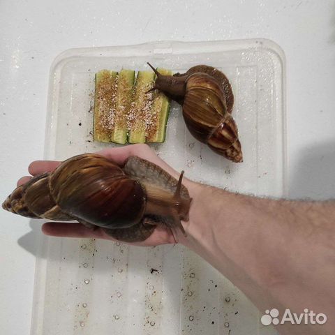 Улитки ахатины бесплатно