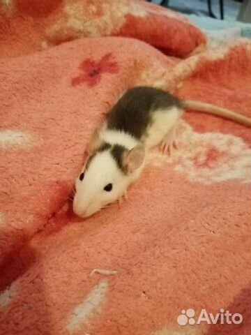 Крысята породы дамбо смесь с хаски (есть альбиносы
