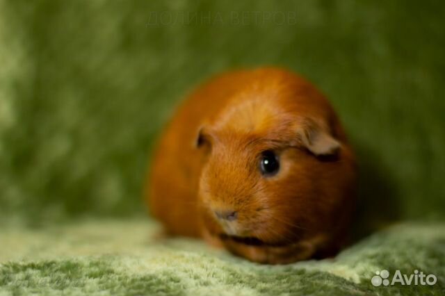 Крестед самка золотая темноглазая