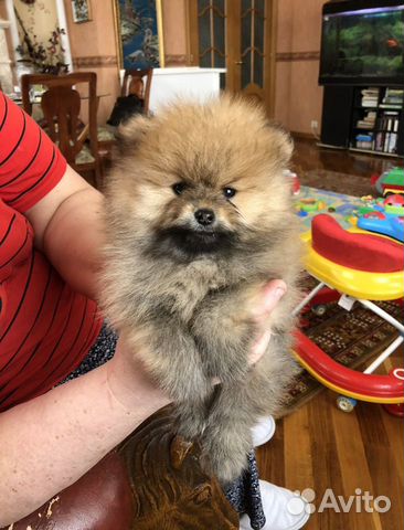Щенки померанского шпица мишки