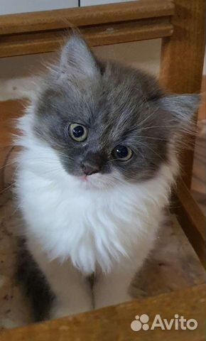 Котята 2 мес в добрые руки