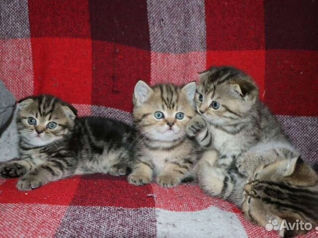 Шотландские вислоухие котята