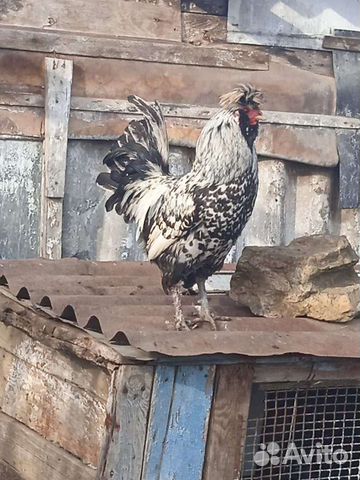 Павловские куры серебро