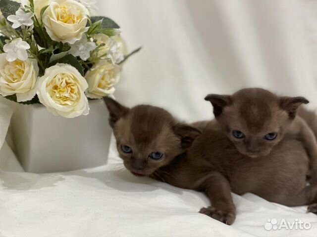 Бурманские котята бурма