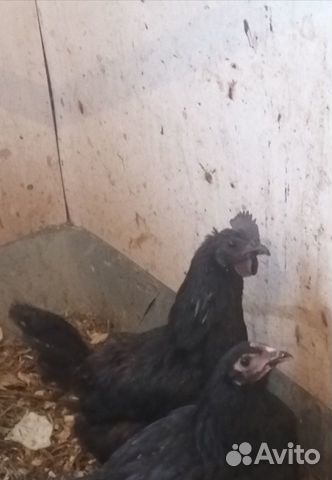 Продаются куры породы Ухейилюй