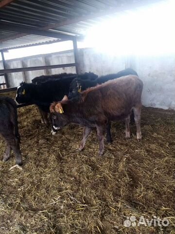 1 бычок 6 телок