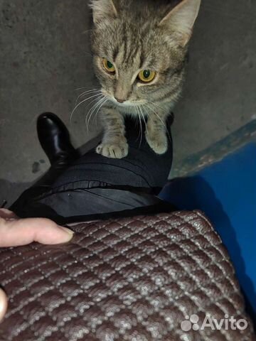 Отдам ласковую общительную кошечку