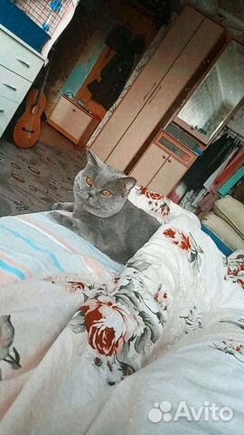 Британский кот вязка