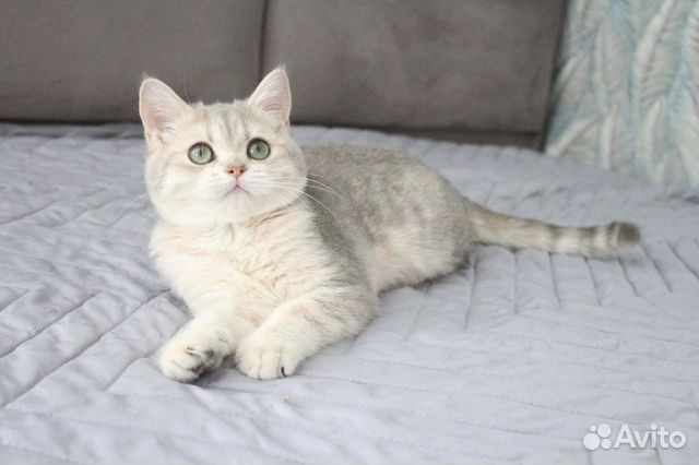 Кошка голубое золото