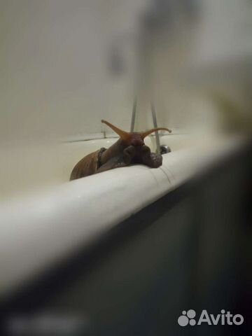 Улитки Ахатины бесплатно