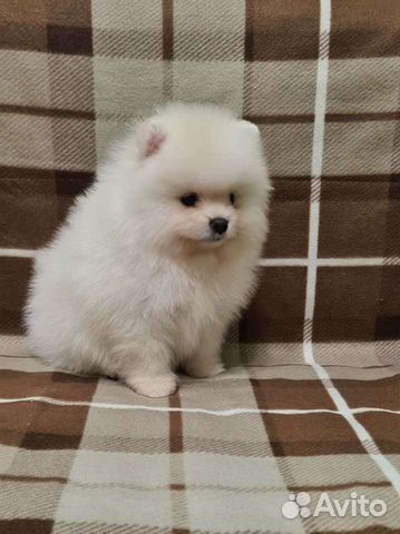 Померанский шпиц девочка и мальчик