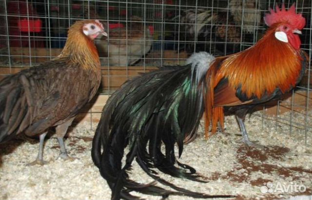 Куры феникс