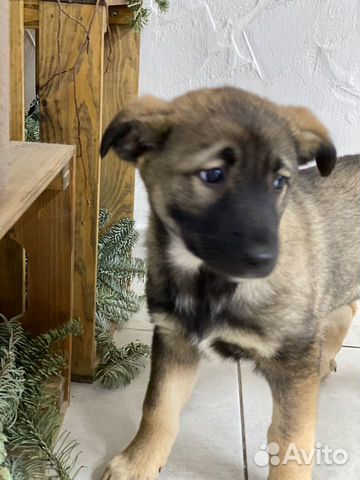 Прекрасные милые щенки ищут добрые руки)