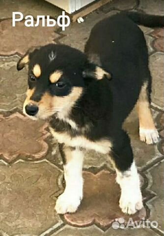Щенок Ральф
