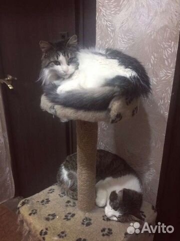 Ищут нового хозяина Пуша и Жуля