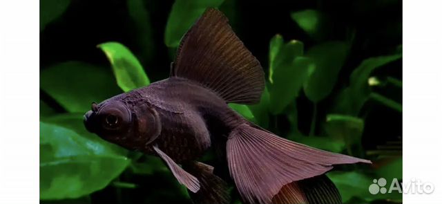 Телескоп-бабочка