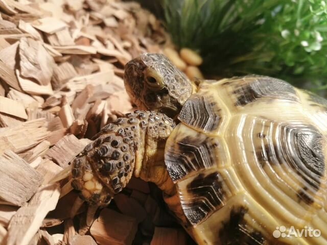 Черепаха сухопутная с террариумом