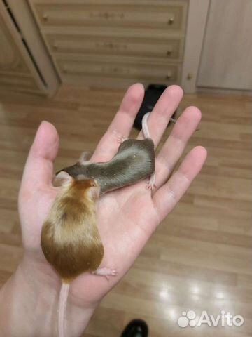 Мышь сатиновая