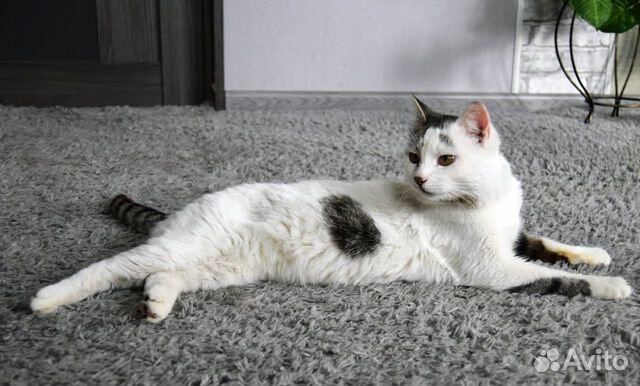 Добрый котик в хорошие рук