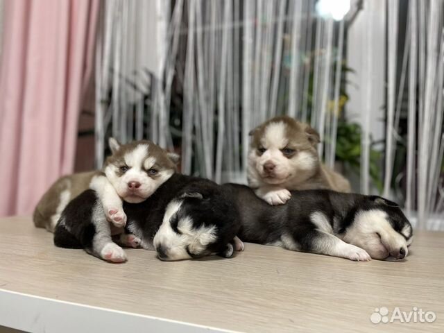 Голубоглазые хаски РКФ