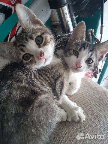 Котята в добрые руки