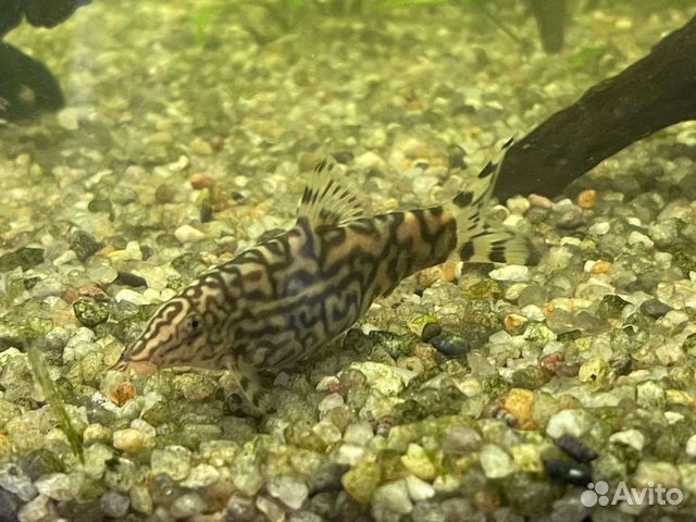 Боция мраморная