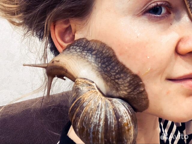 Улитки ахатины