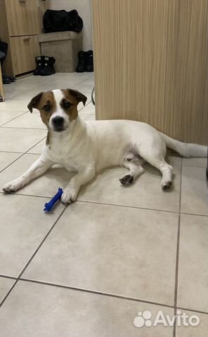 Вязка джэк рассел