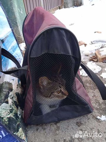 Стерилизованные котята-подростки