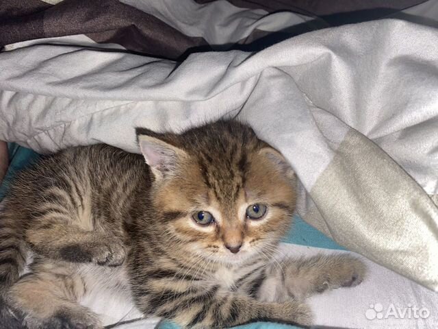 Британский котик