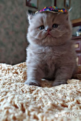 Британские котята