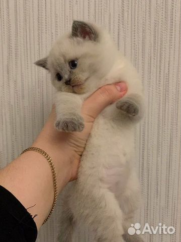 Шотландский котёнок