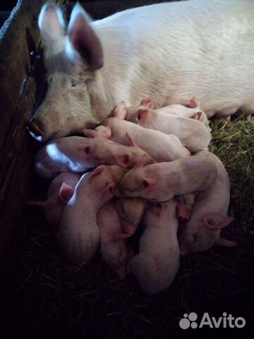 Поросята кб + Дюрок