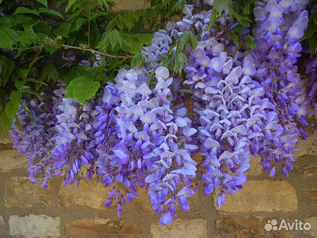 Собаки в дар бесплатно