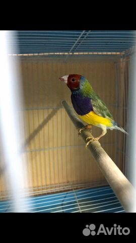 Амадины гульда