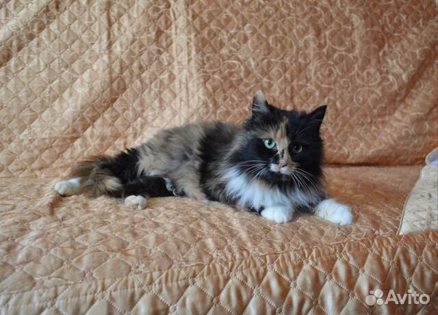 Котята, подростки, взрослые котики из приюта в дар
