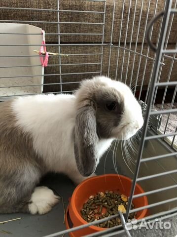 Декоративные кролики вислоухий