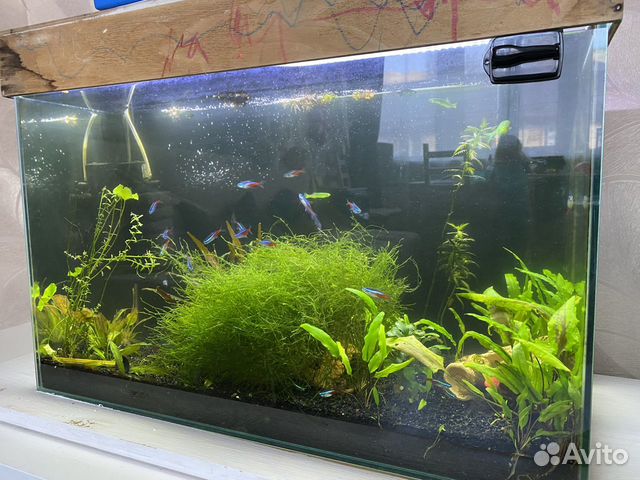 Аквариум на 70 литров