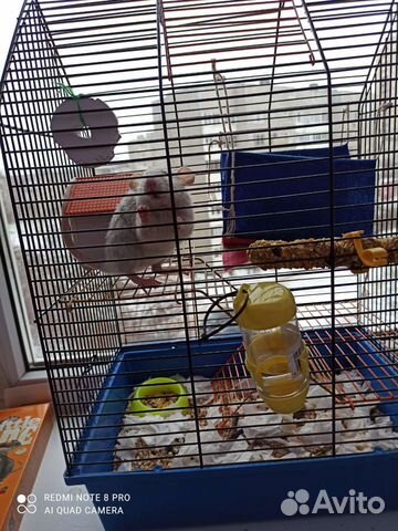 Краса Дамбо рекс