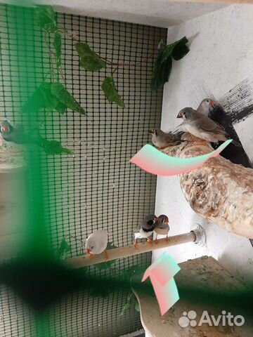 Зебровые амадины